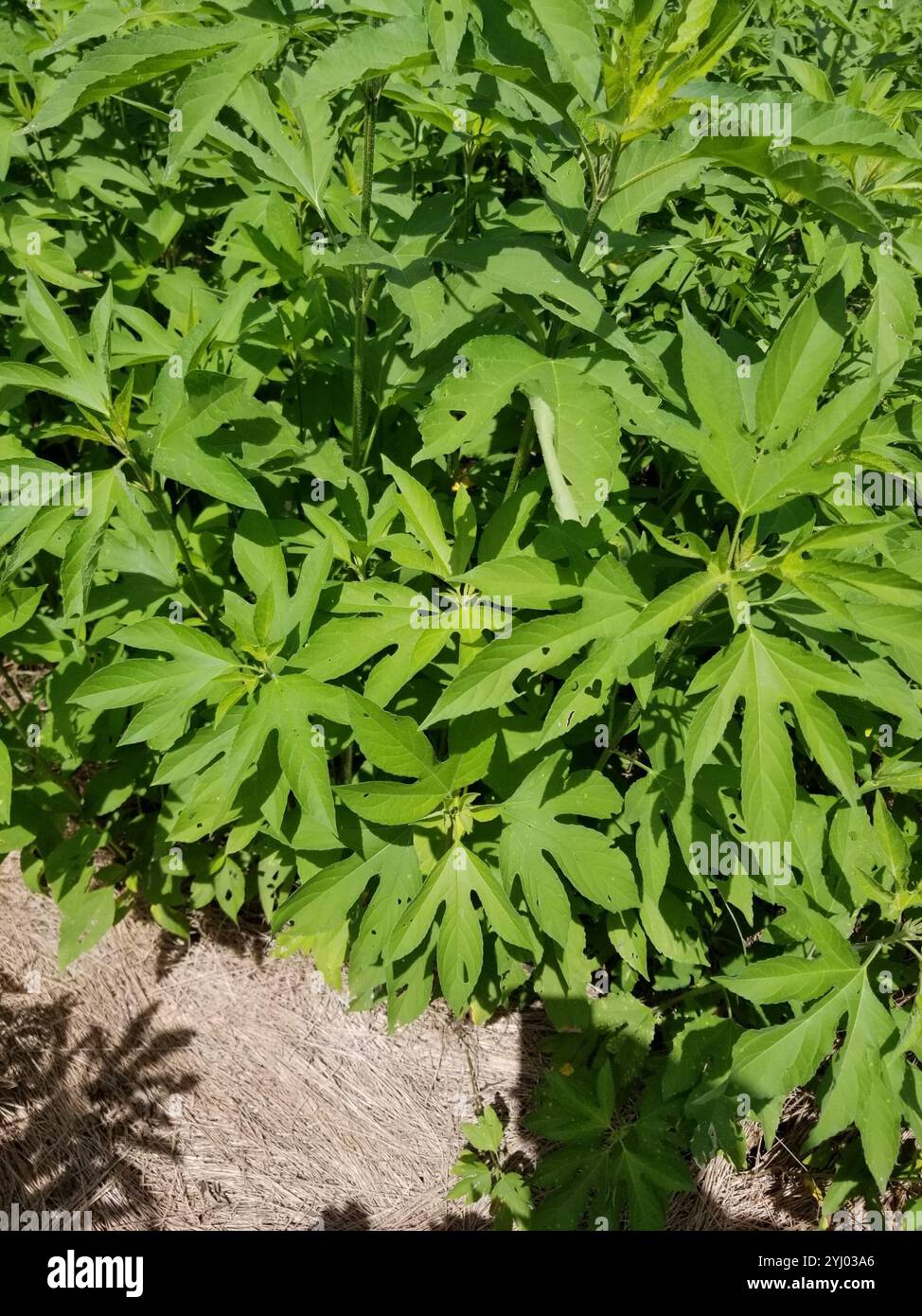 giant ragweed (Ambrosia trifida Stock Photo - Alamy