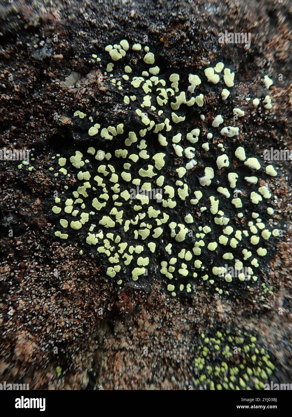 lemon map lichen (Rhizocarpon macrosporum Stock Photo - Alamy