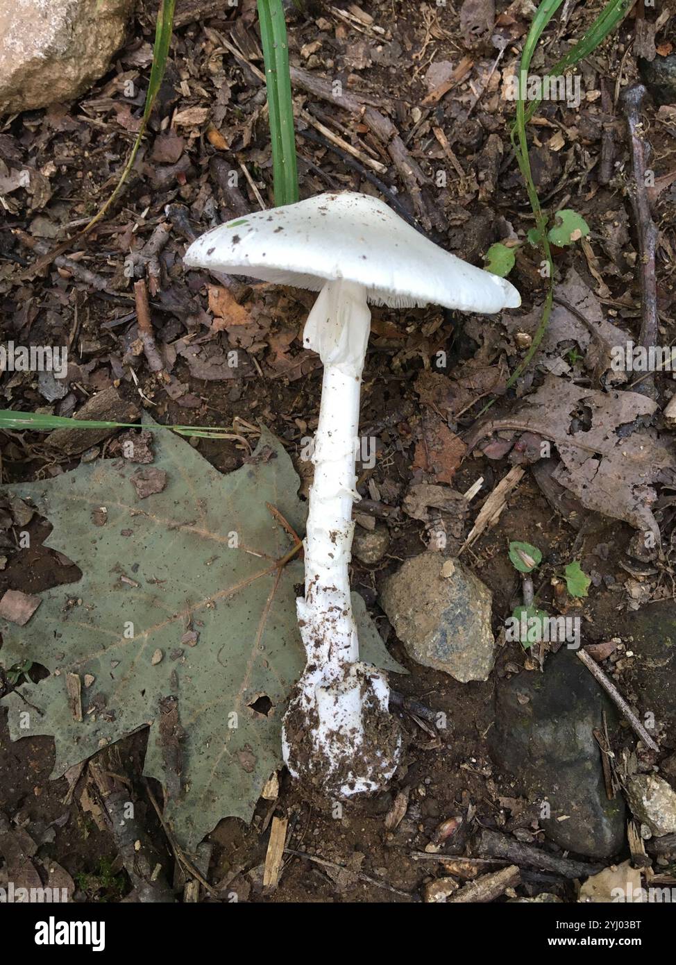 Eastern North American Destroying Angel (Amanita bisporigera Stock ...