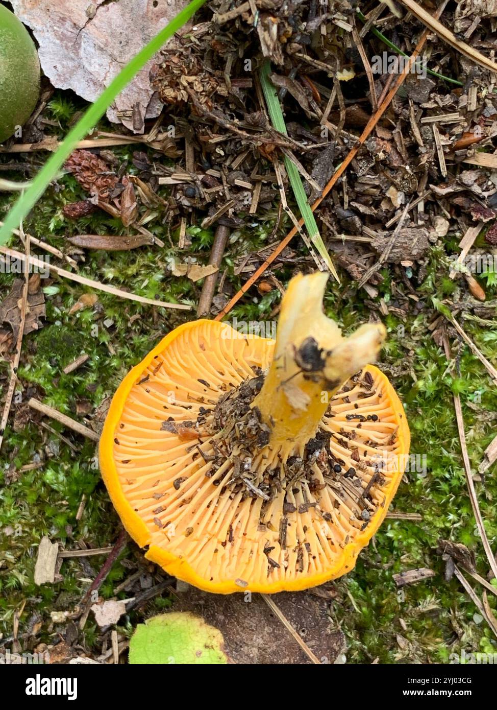 flame trumpet (Craterellus ignicolor Stock Photo - Alamy