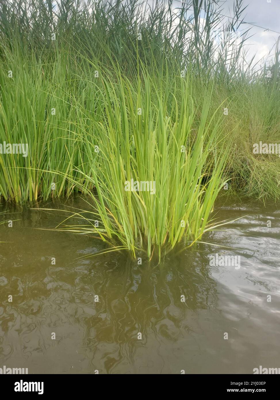 Saltmarsh Cordgrass (Sporobolus alterniflorus Stock Photo - Alamy