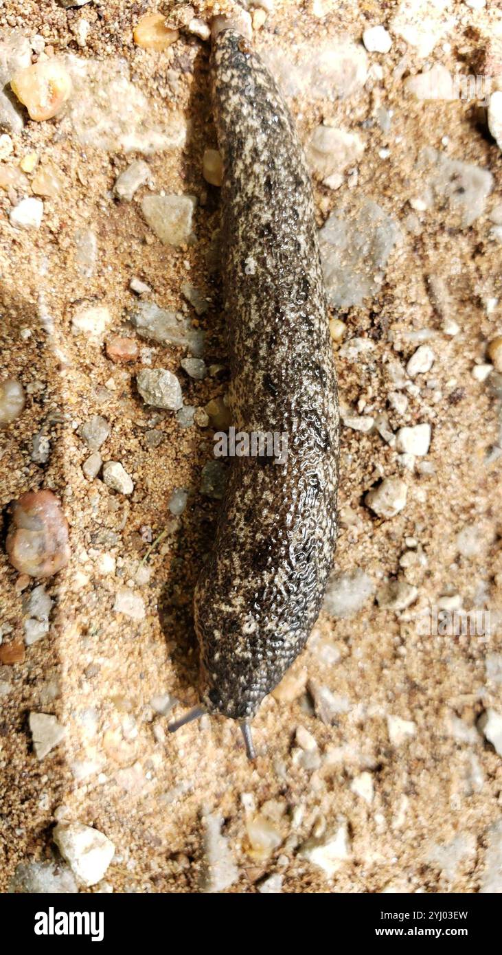 Carolina Mantleslug (Philomycus carolinianus Stock Photo - Alamy