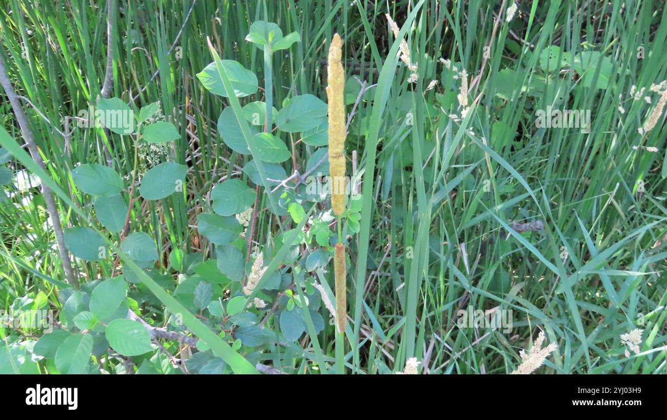 narrow-leaved cattail (Typha angustifolia Stock Photo - Alamy