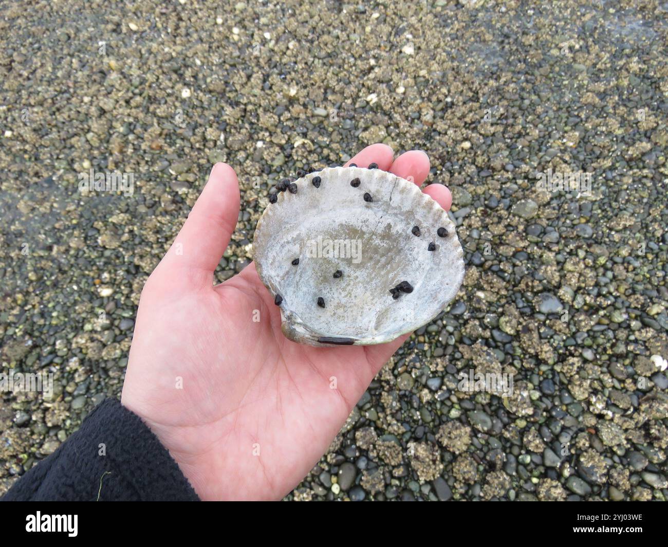 Clinocardium nuttallii hi-res stock photography and images - Alamy