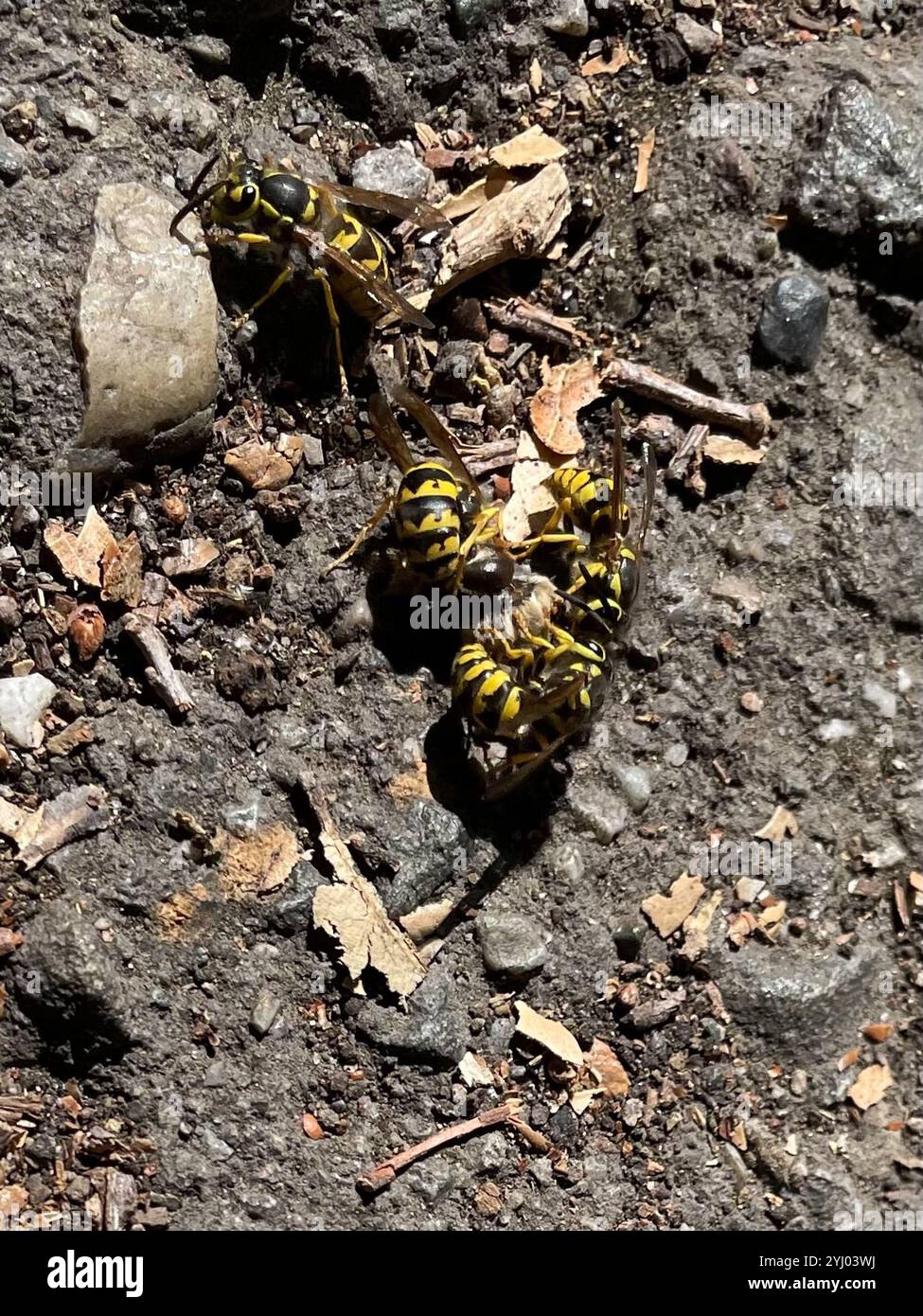Western Yellowjacket (Vespula pensylvanica Stock Photo - Alamy