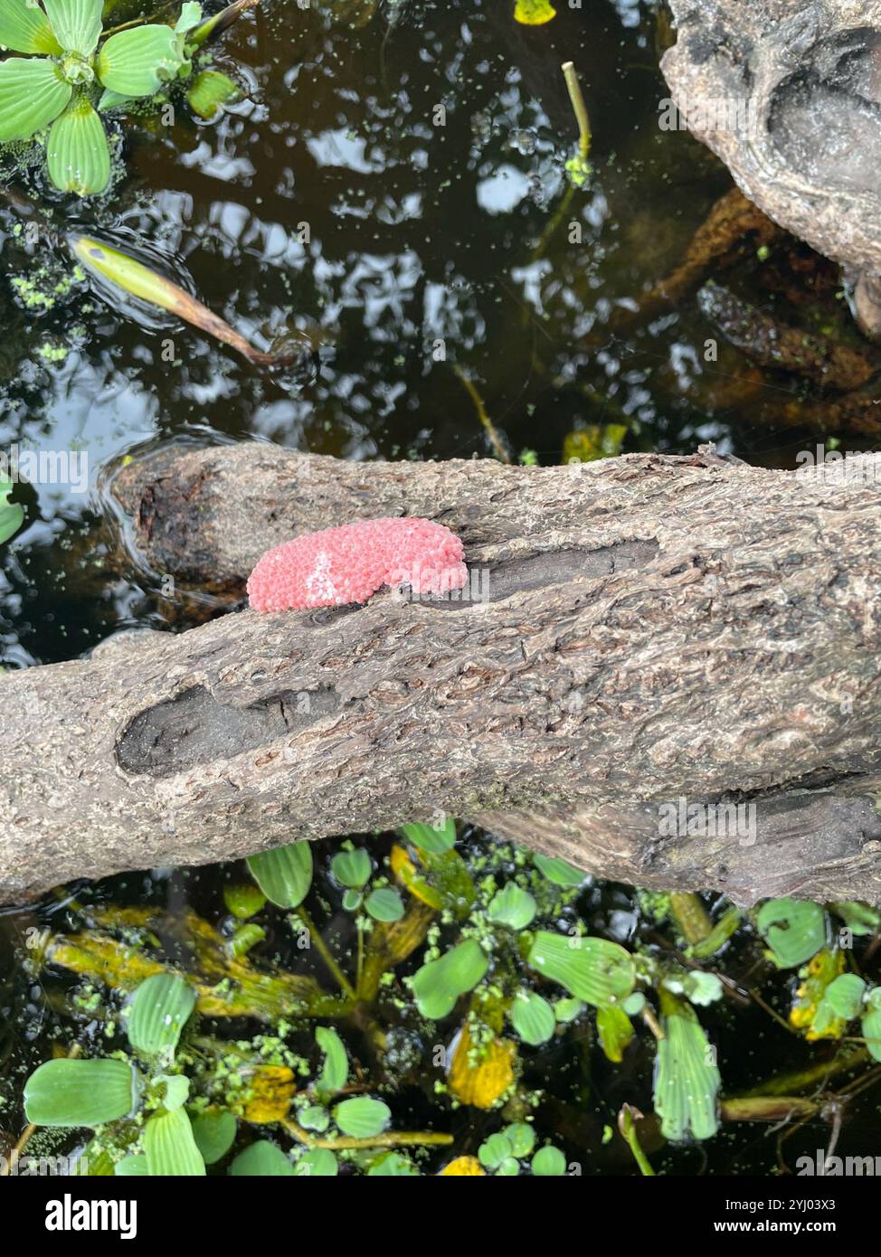 Island apple snail hi-res stock photography and images - Alamy
