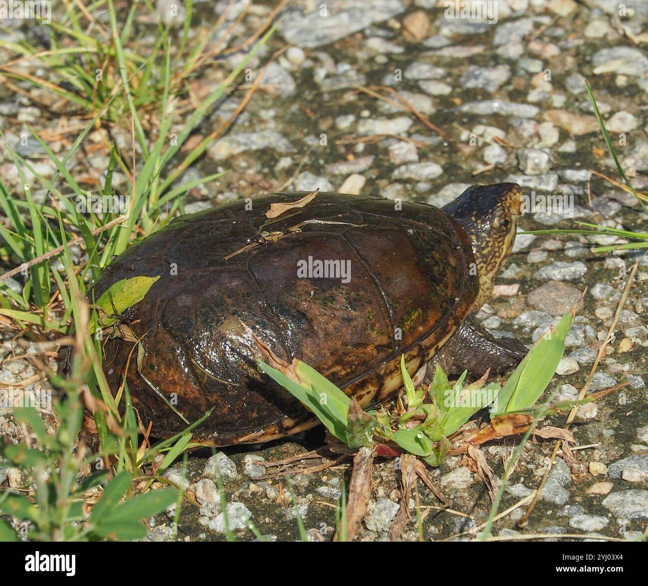 Eastern Mud Turtle (Kinosternon subrubrum Stock Photo - Alamy