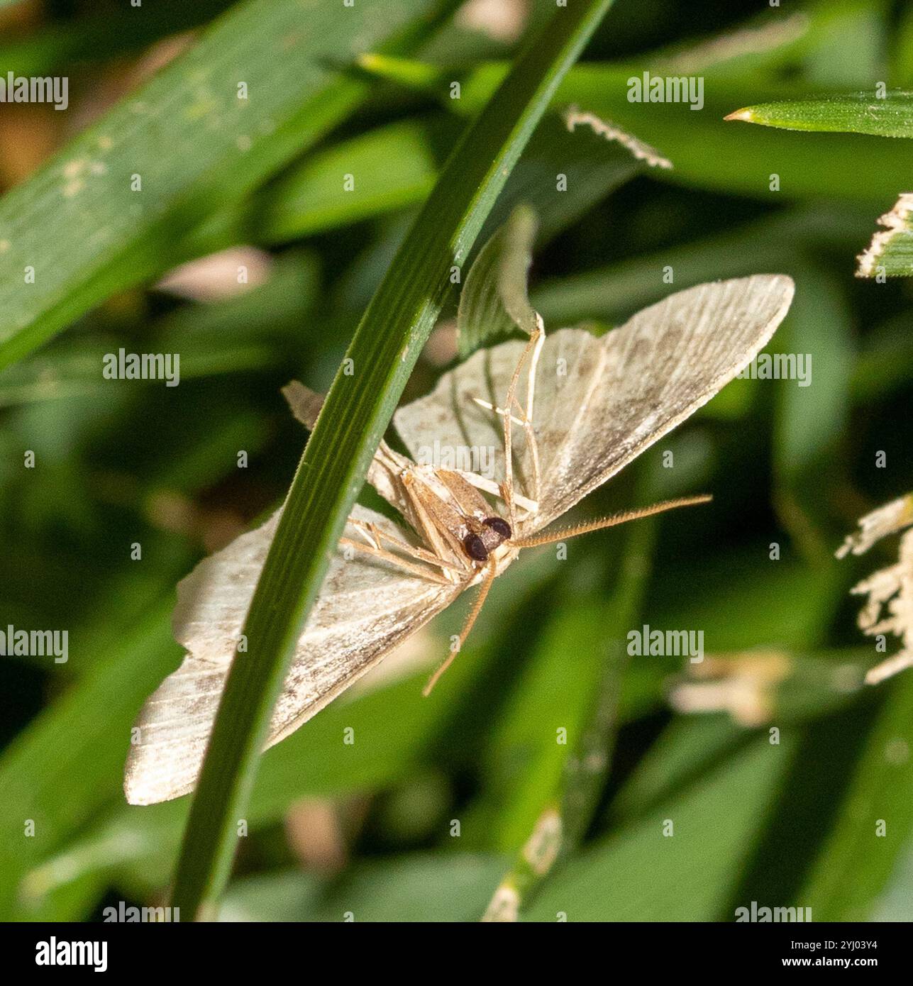 Yellow-dusted Cream Moth (Cabera erythemaria Stock Photo - Alamy