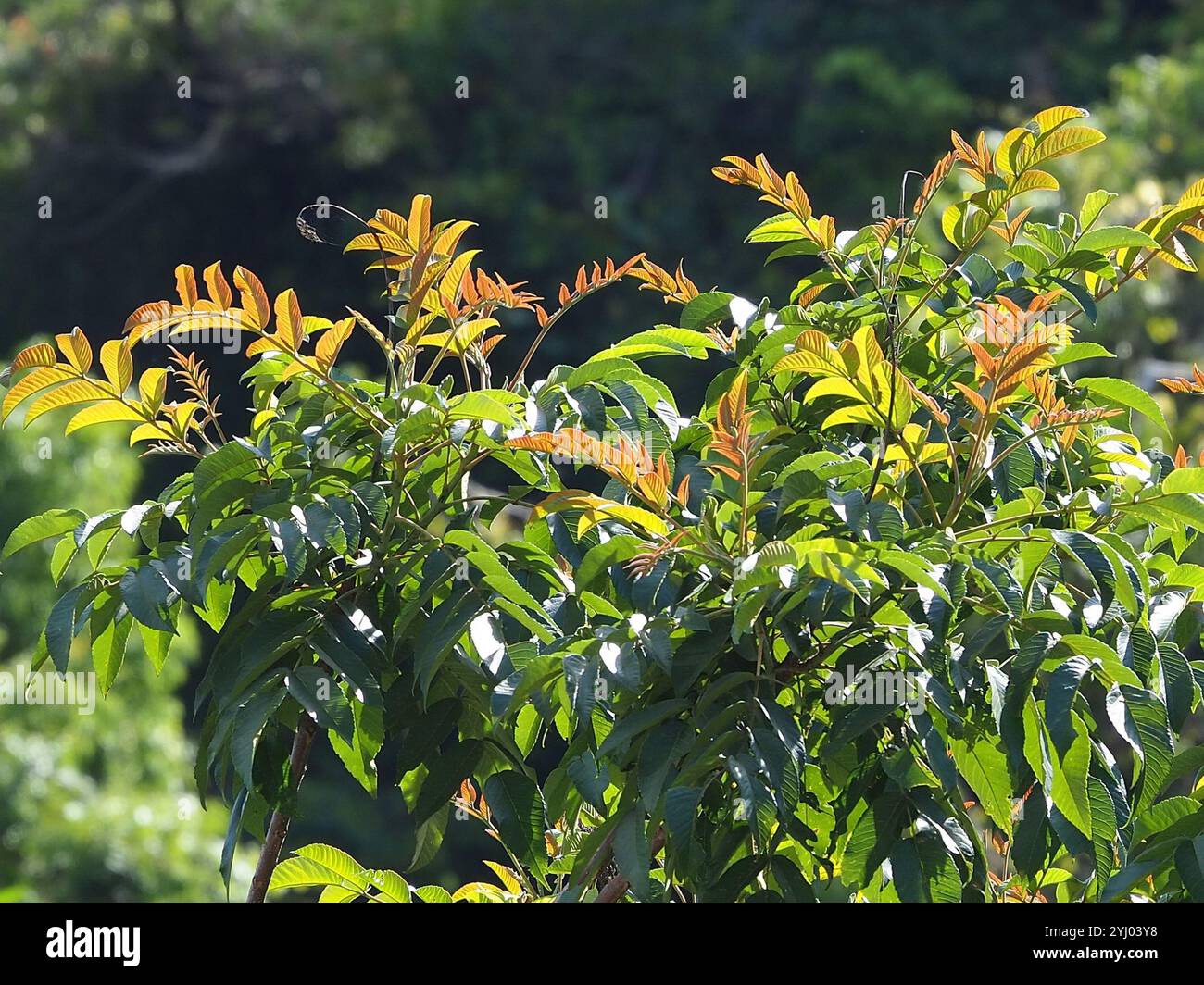 (Rhus chinensis roxburghii Stock Photo - Alamy