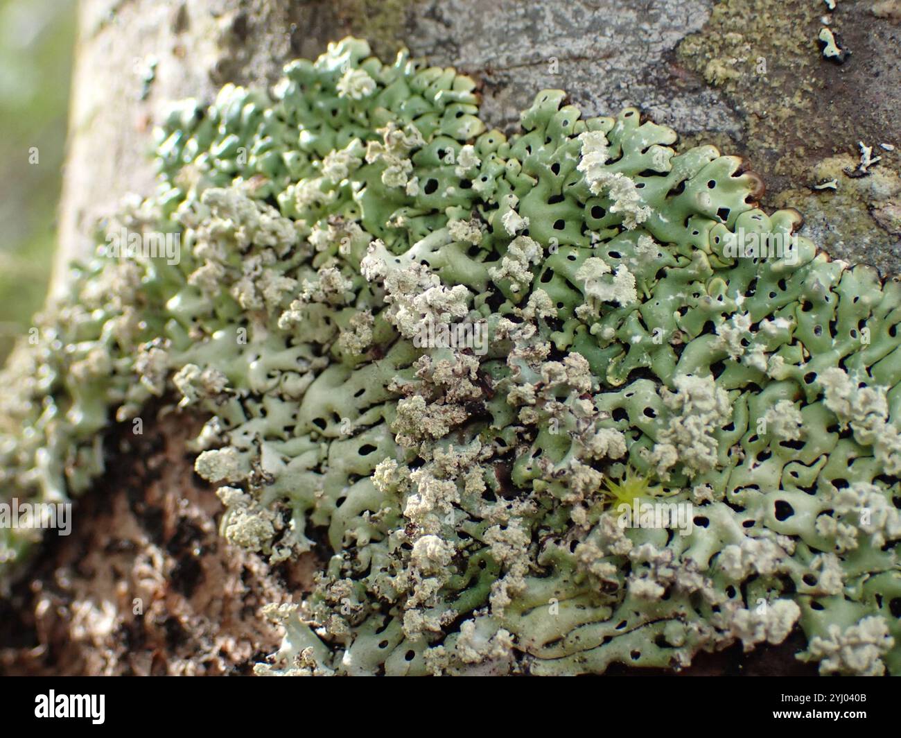 Tree Flute Lichen (Menegazzia subsimilis Stock Photo - Alamy