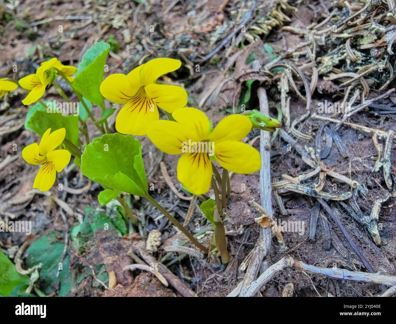 western roundleaf violet (Viola orbiculata Stock Photo - Alamy
