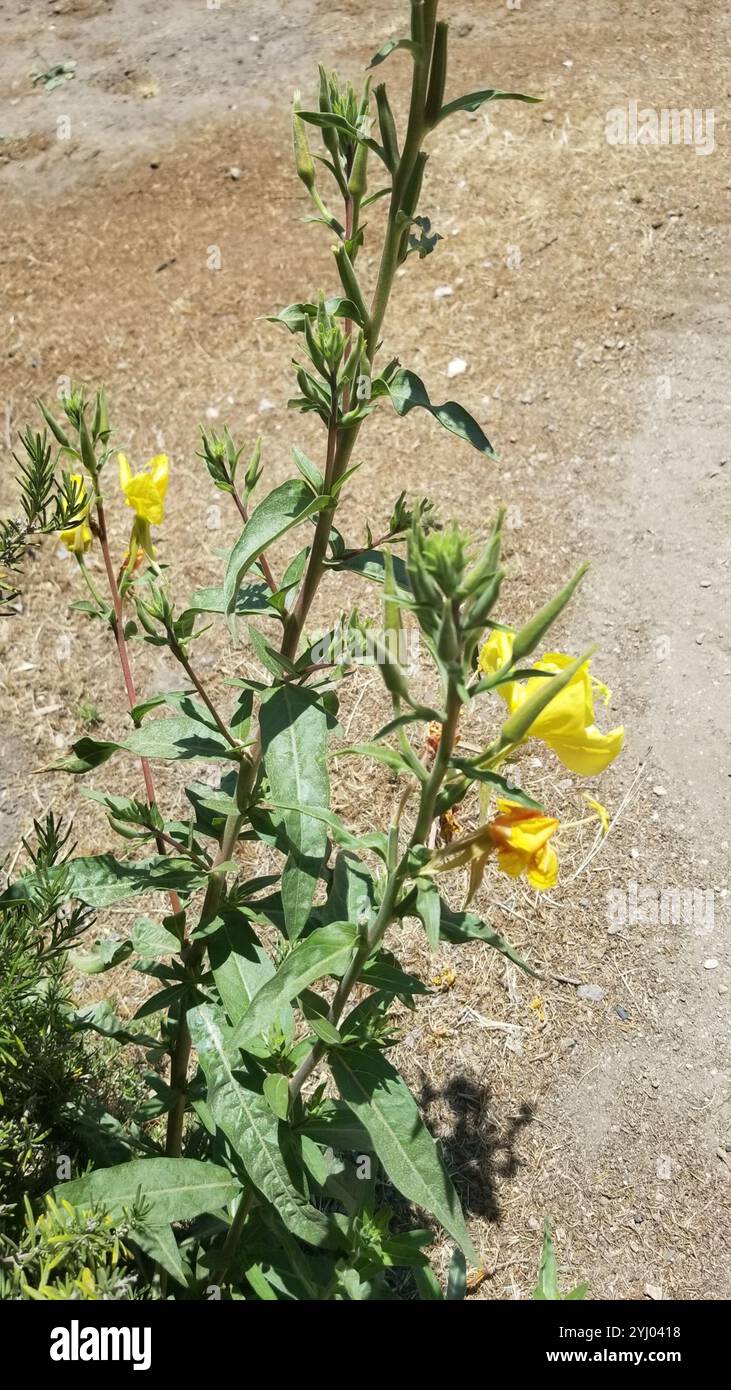tall evening primrose (Oenothera elata Stock Photo - Alamy