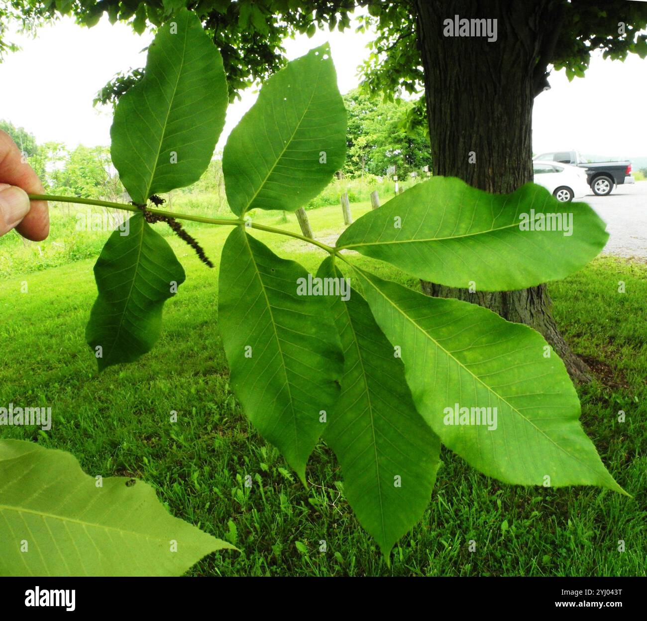 Shellbark Hickory (Carya laciniosa Stock Photo - Alamy