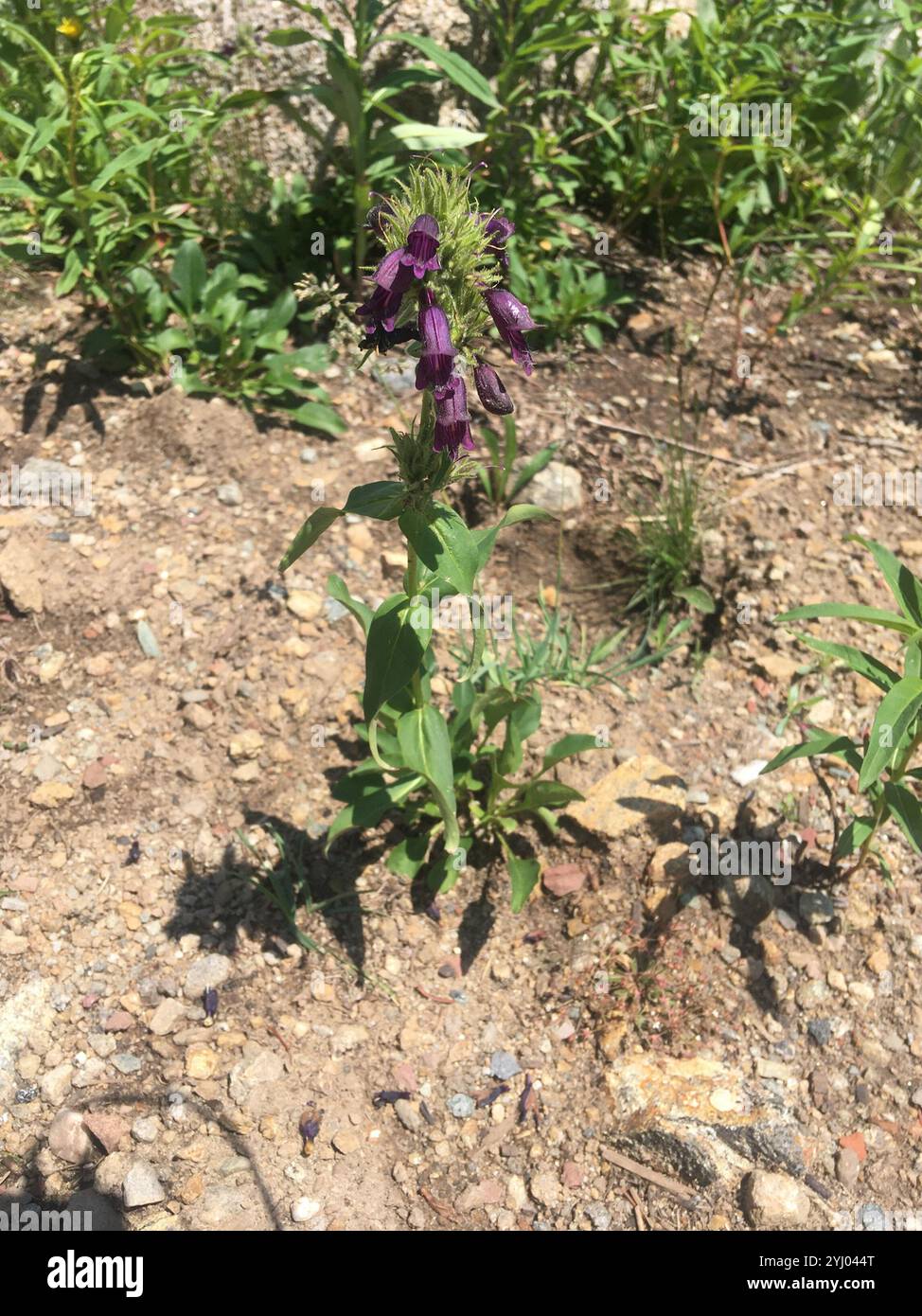 Whipple's penstemon (Penstemon whippleanus Stock Photo - Alamy