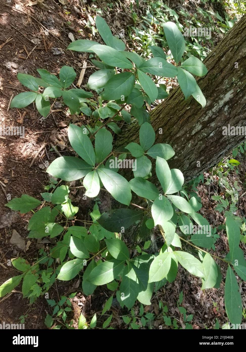 Sweetleaf (Symplocos tinctoria Stock Photo - Alamy