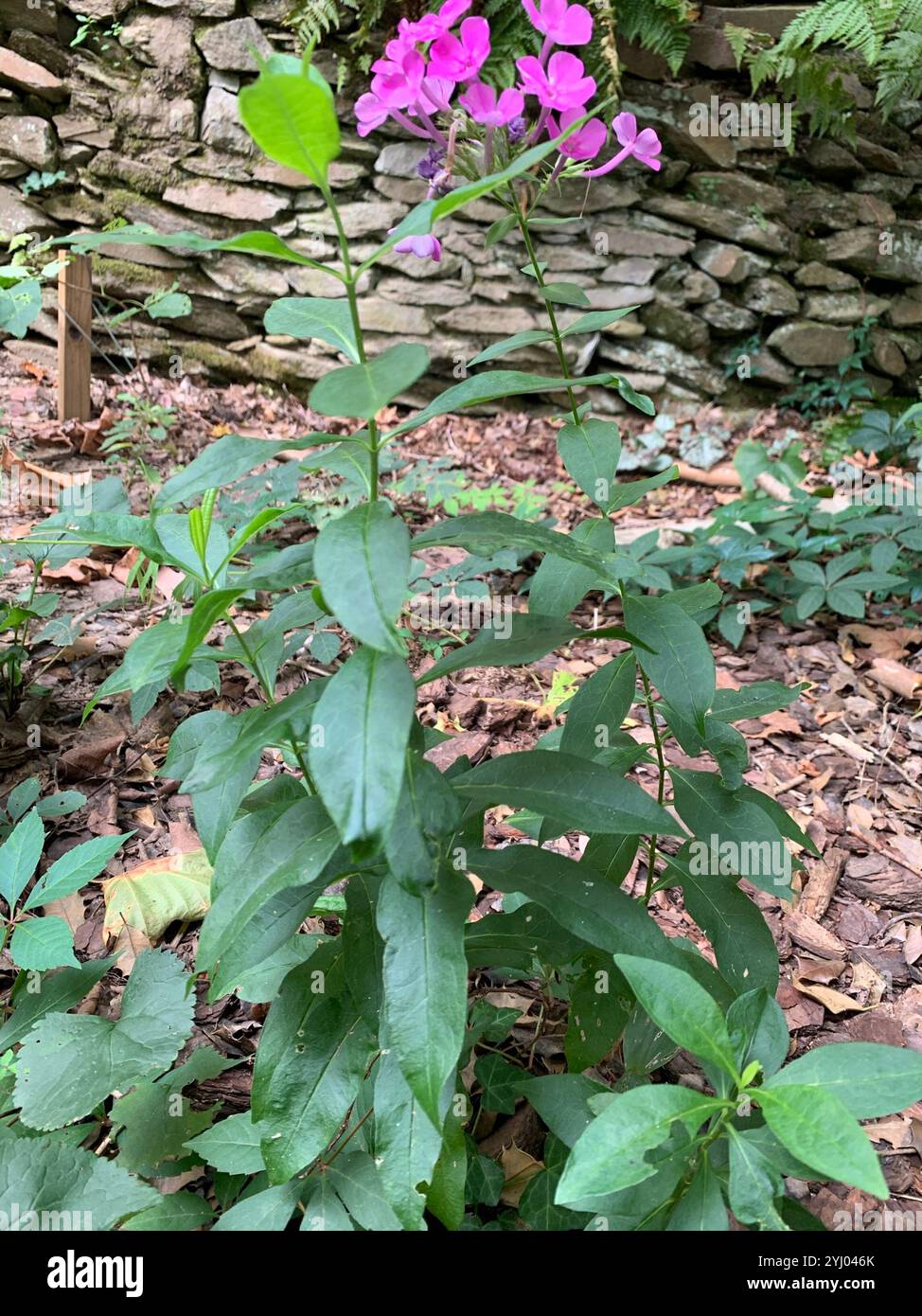 fall phlox (Phlox paniculata Stock Photo - Alamy