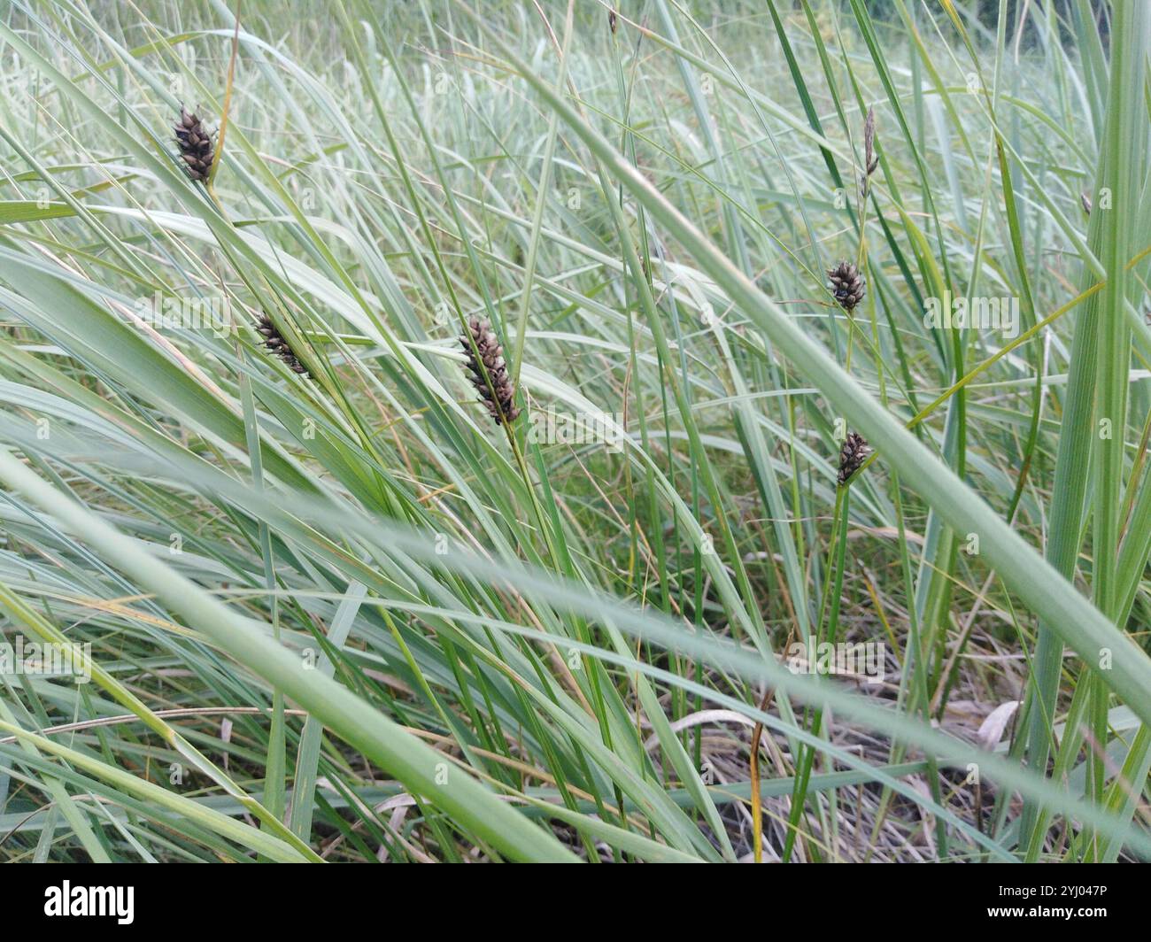 Great Plains Sedge (Carex melanostachya Stock Photo - Alamy