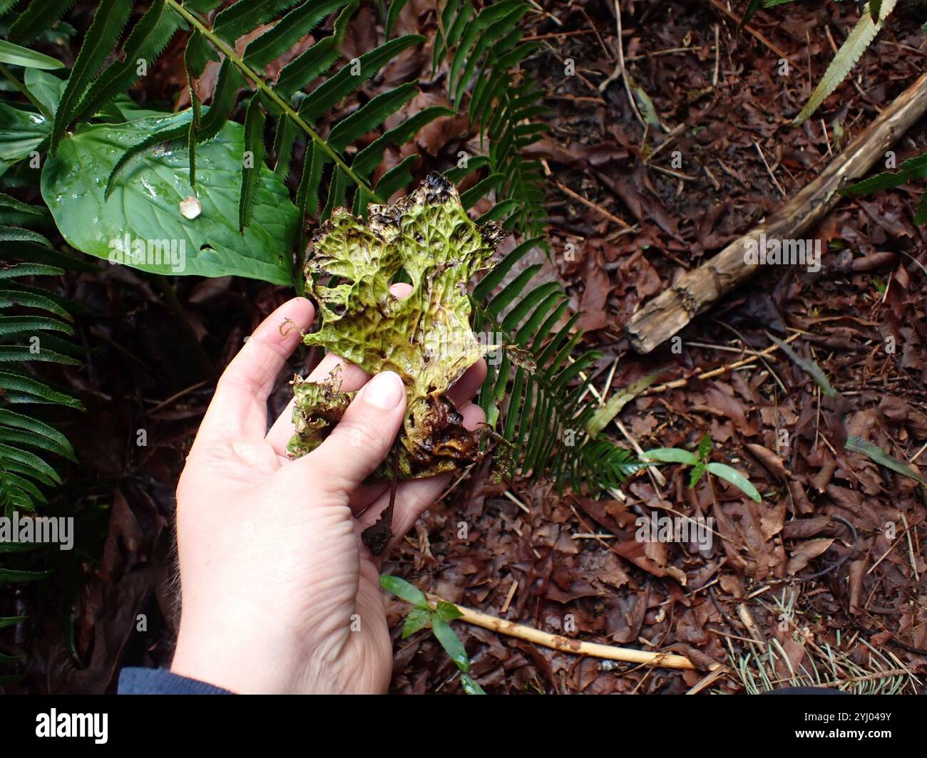 Tree Lungwort (Lobaria pulmonaria Stock Photo - Alamy