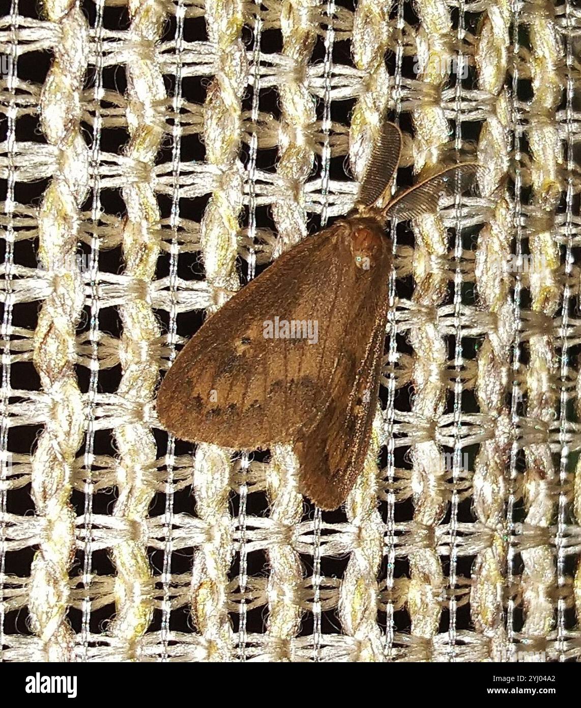 Aroa hi-res stock photography and images - Alamy