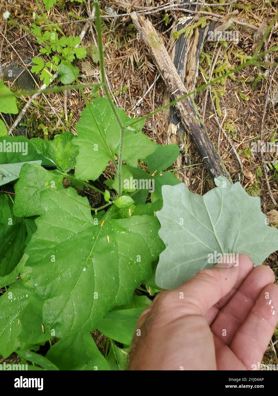 Trailplant hi-res stock photography and images - Alamy