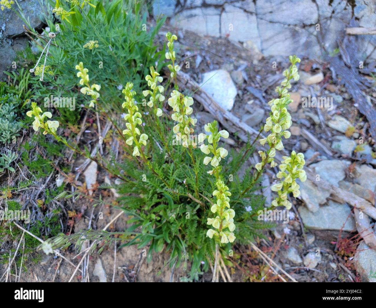 curved-beak lousewort (Pedicularis contorta Stock Photo - Alamy