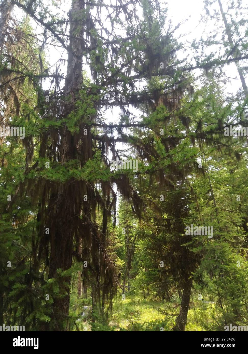 western larch (Larix occidentalis Stock Photo - Alamy