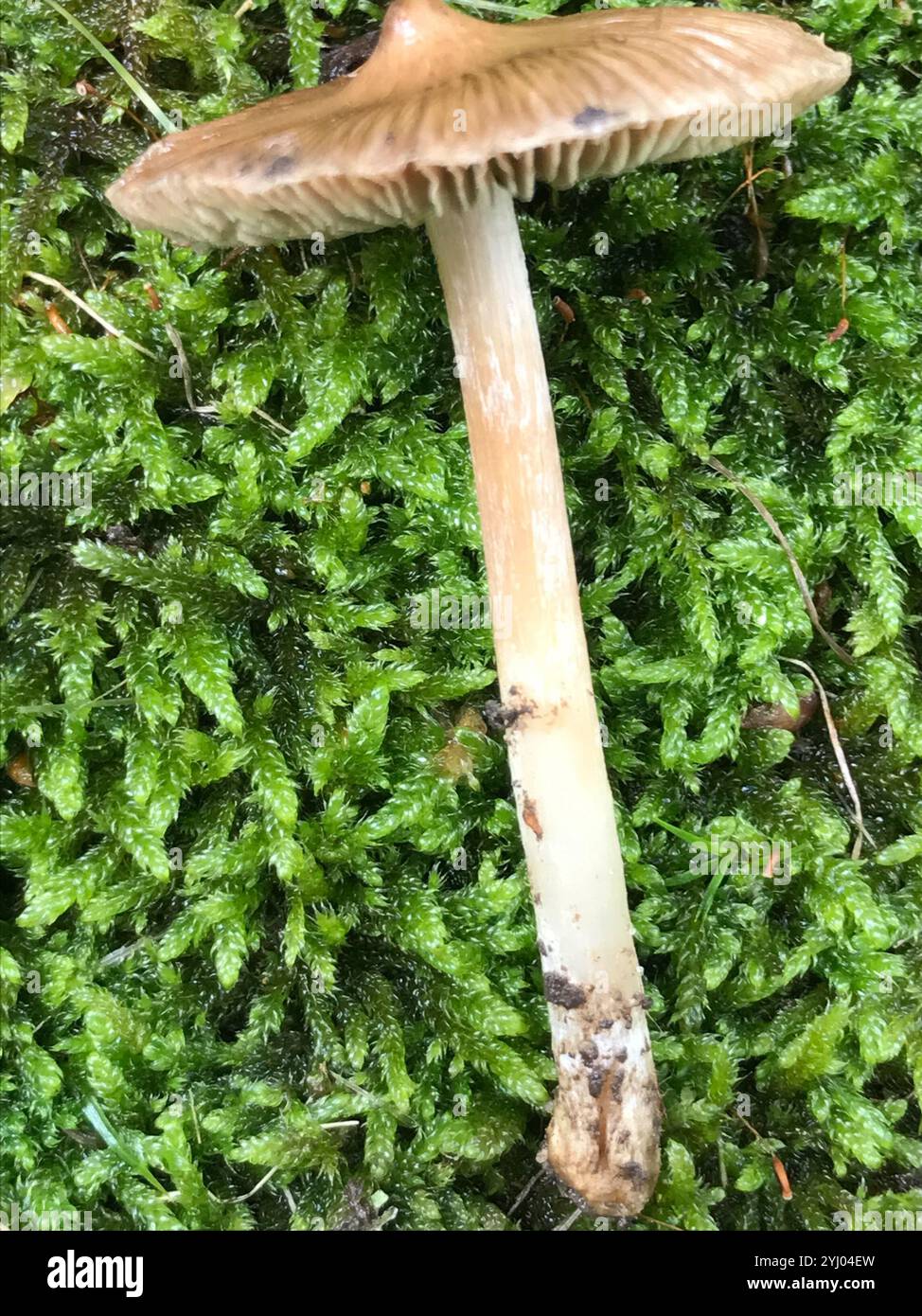 Fiber Caps (Inocybe Stock Photo - Alamy