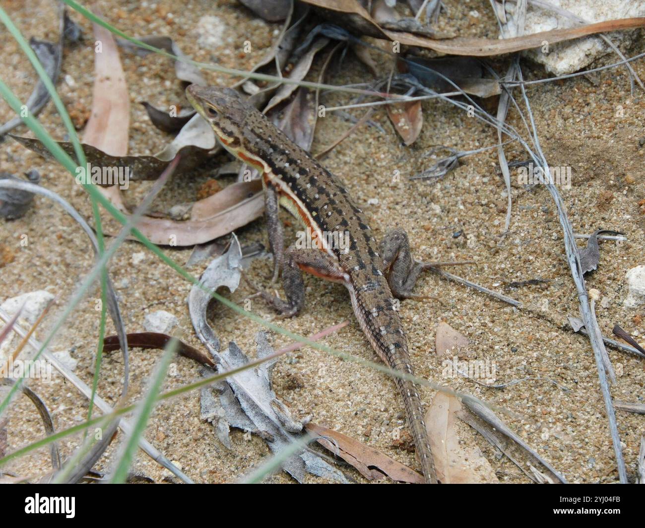 Spotted Sand Lizard (Pedioplanis lineoocellata Stock Photo - Alamy