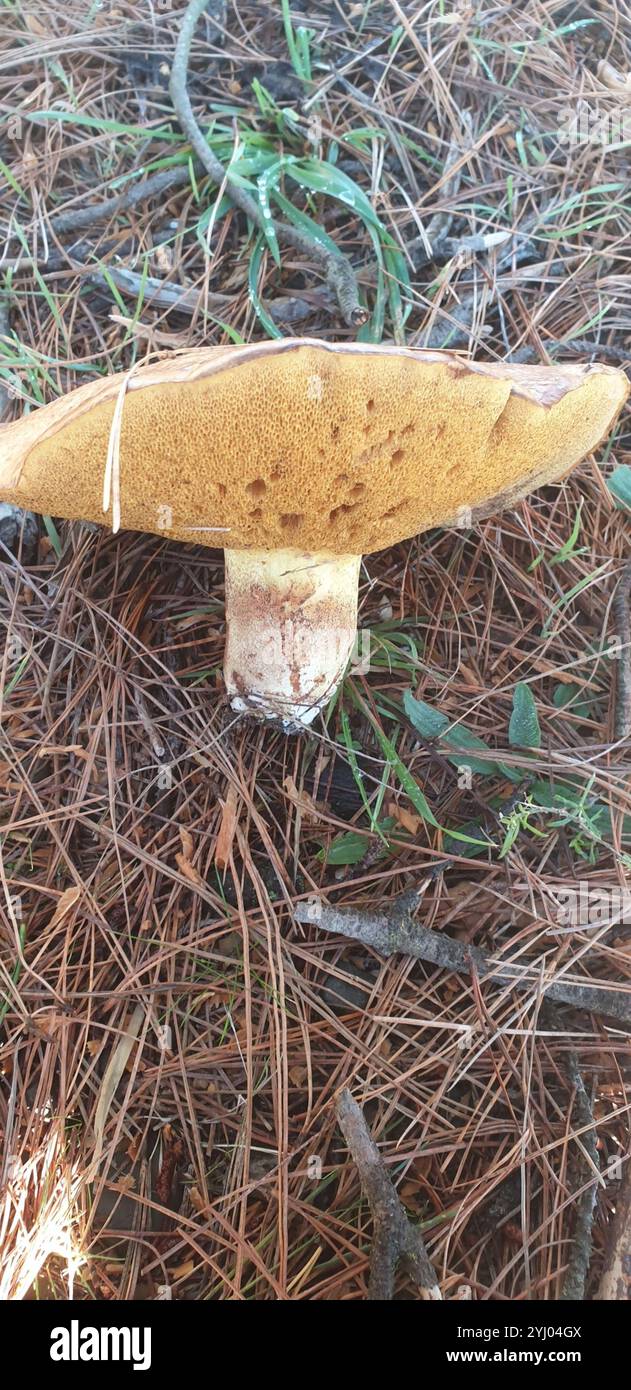 Slippery Jacks (Suillus Stock Photo - Alamy