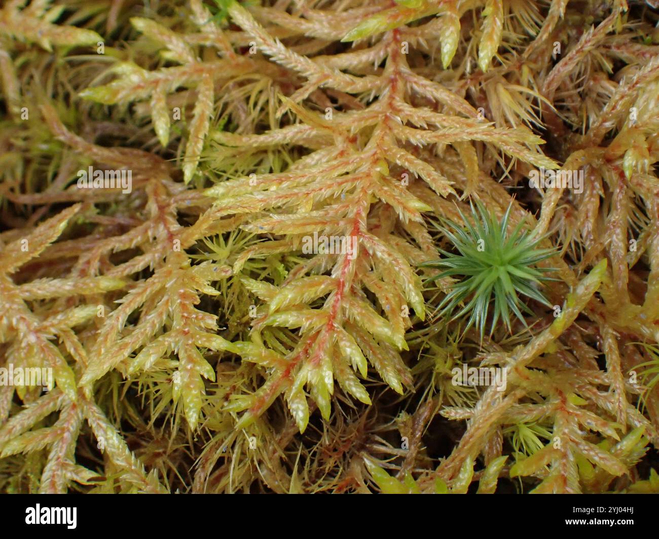 Pleurozium pleurozium schreberi hi-res stock photography and images - Alamy