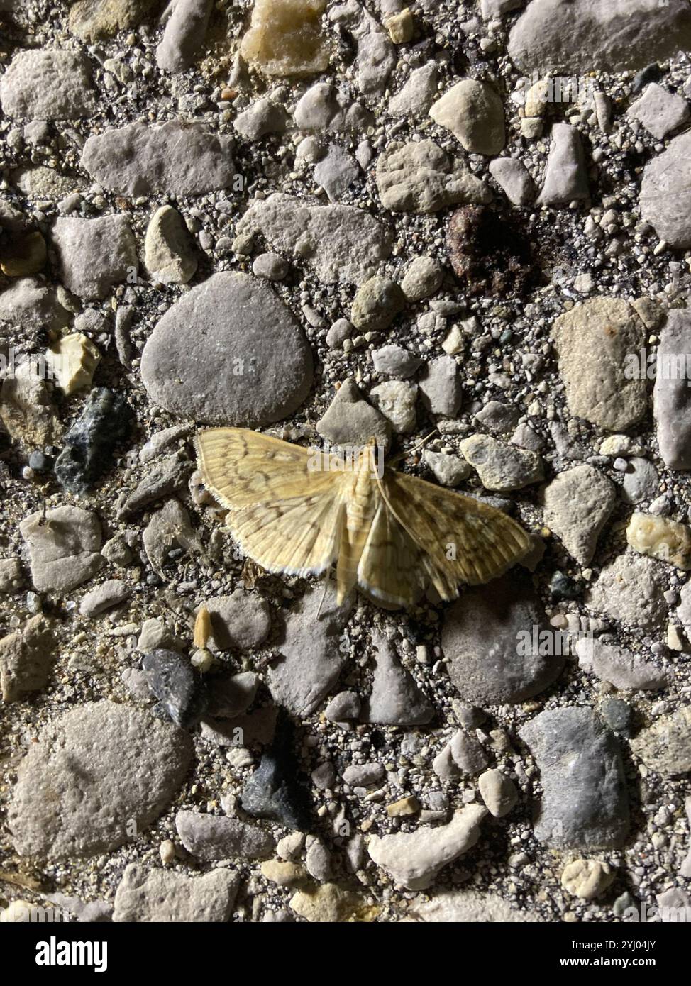 Herpetogramma hi-res stock photography and images - Alamy