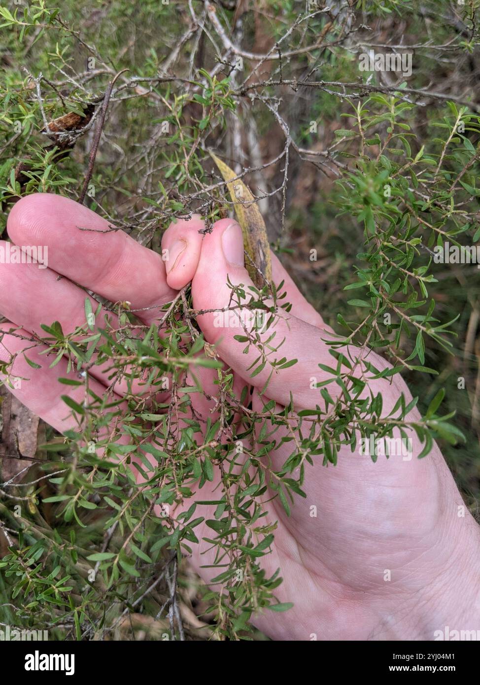 Polygalifolium hi-res stock photography and images - Alamy