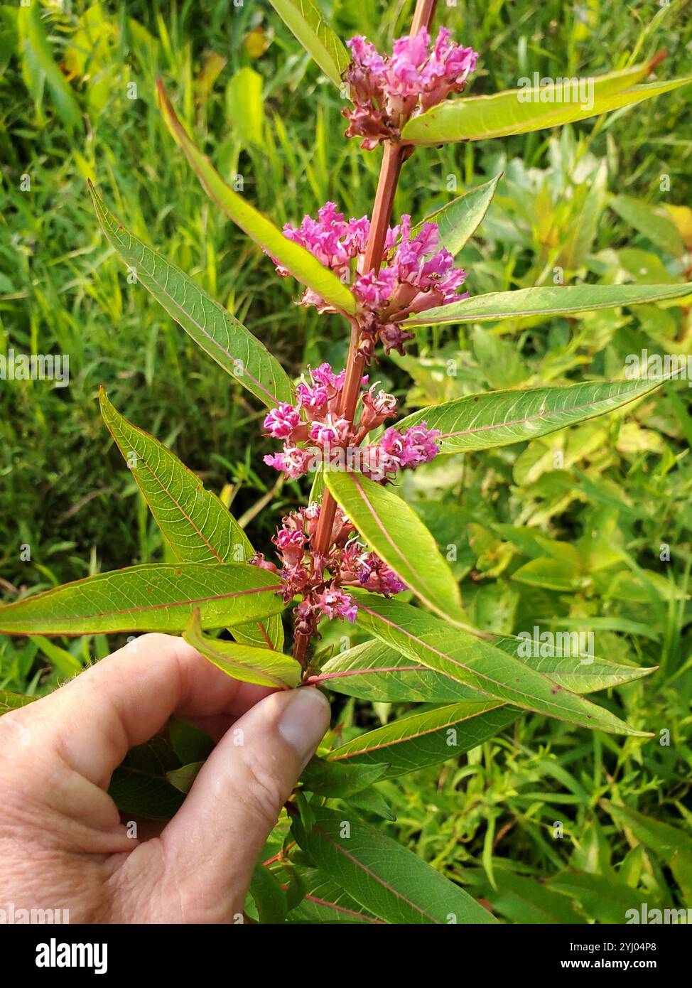 Swamp loosestrife decodon verticillatus hi-res stock photography and ...