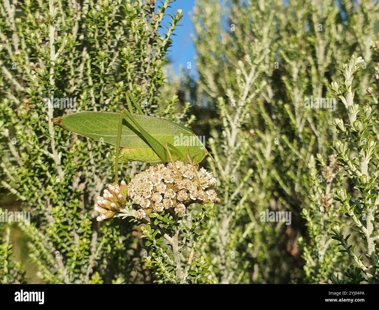 Australian Common Garden Katydid (Caedicia simplex Stock Photo - Alamy