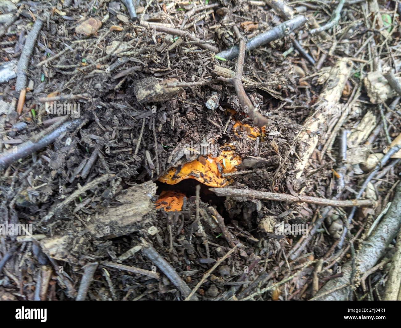 lobster mushroom (Hypomyces lactifluorum Stock Photo - Alamy