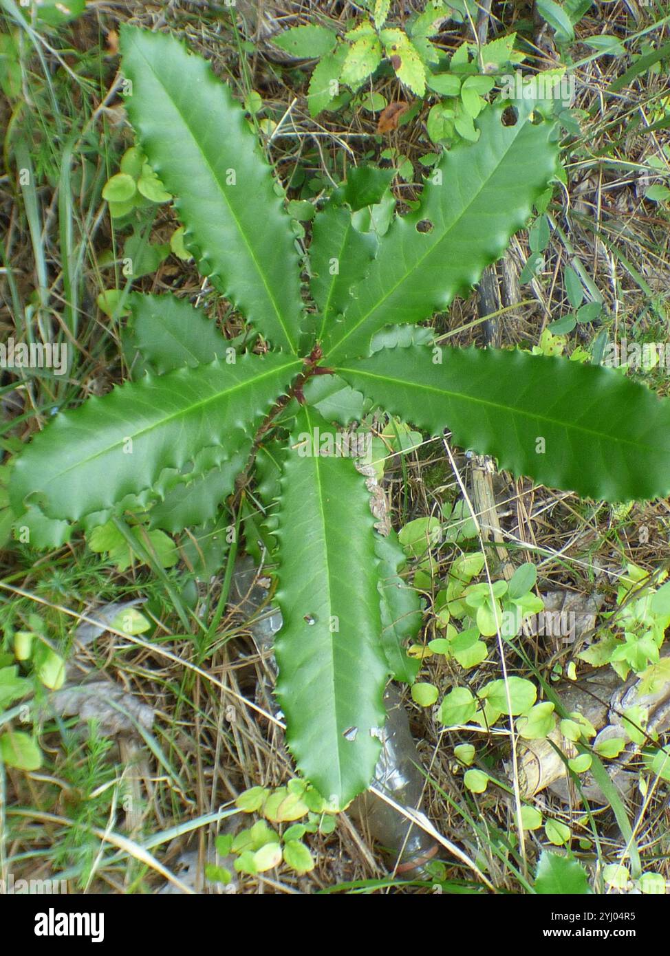 Chinese Photinia (Photinia serratifolia Stock Photo - Alamy