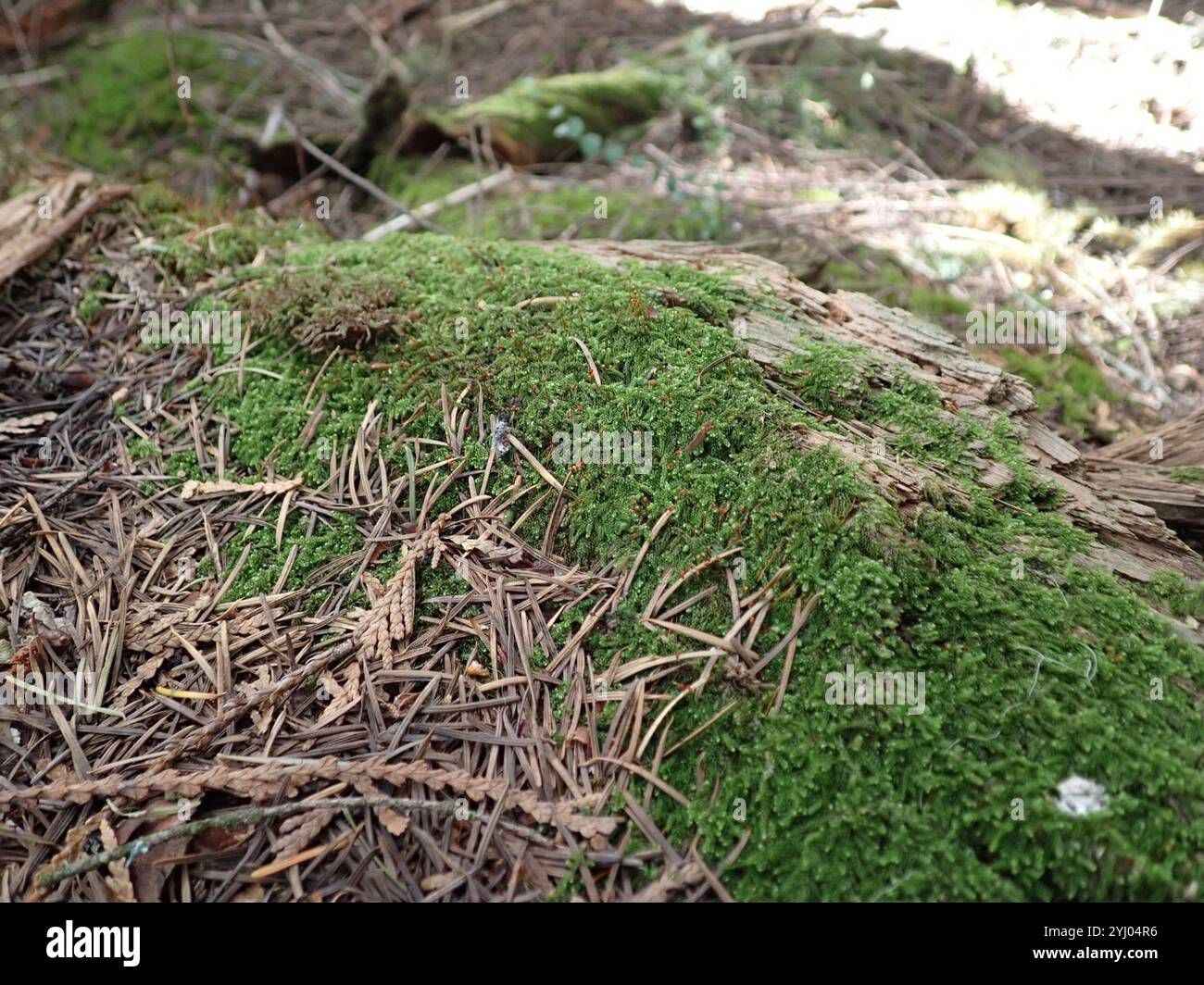 Coiled-leaf claw-moss (Hypnum circinale Stock Photo - Alamy