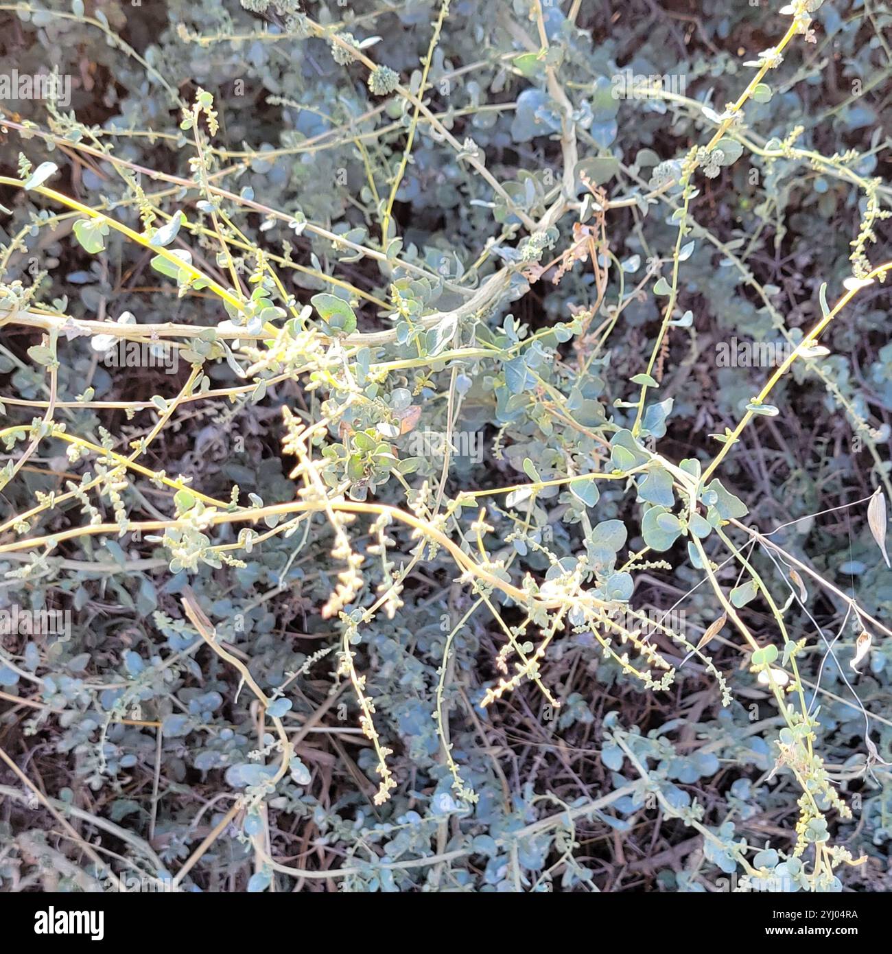 Mediterranean Saltbush (Atriplex halimus Stock Photo - Alamy