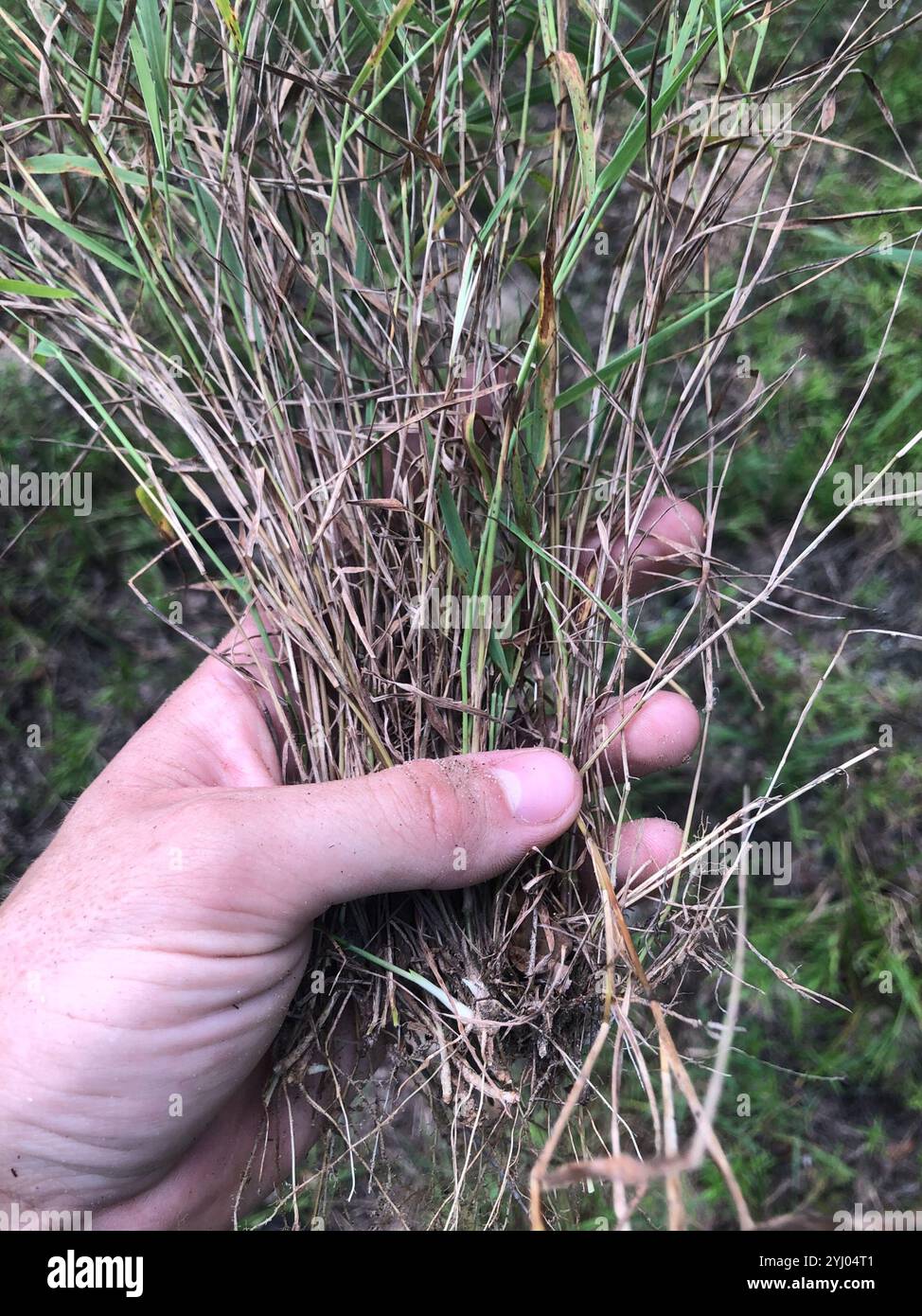 Fall Witchgrass (Digitaria cognata Stock Photo - Alamy