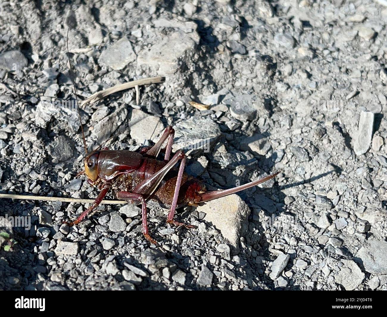 Mormon Cricket (Anabrus simplex Stock Photo - Alamy