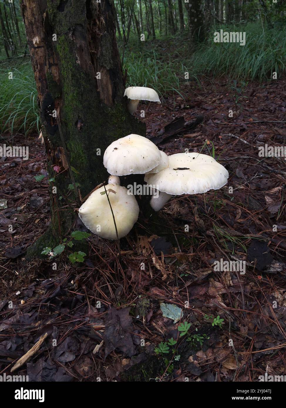Pleurotus levis hi-res stock photography and images - Alamy