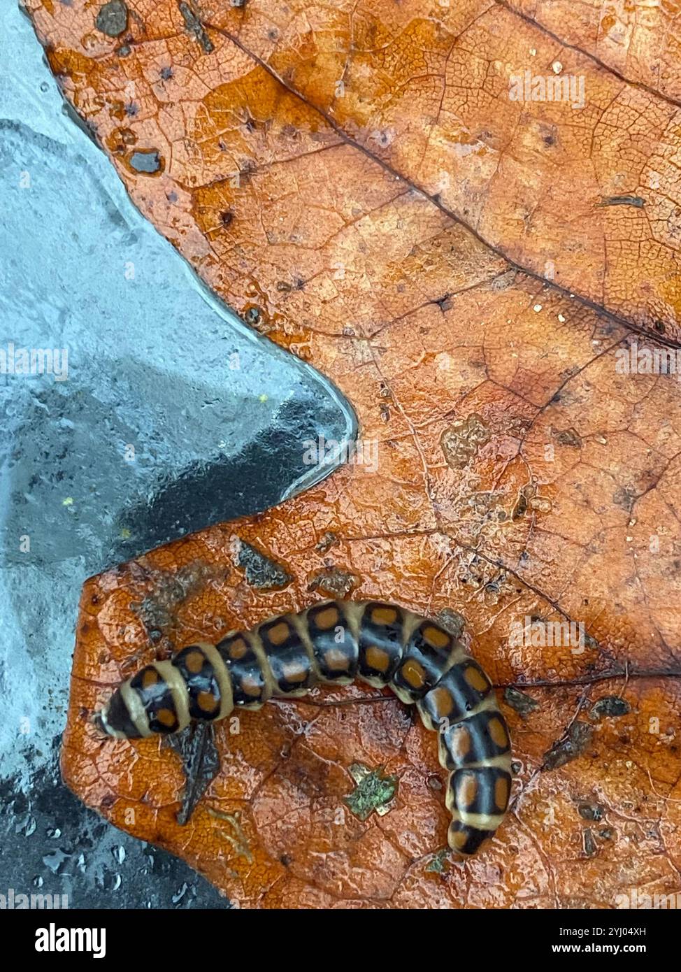 Phengodes hi-res stock photography and images - Alamy