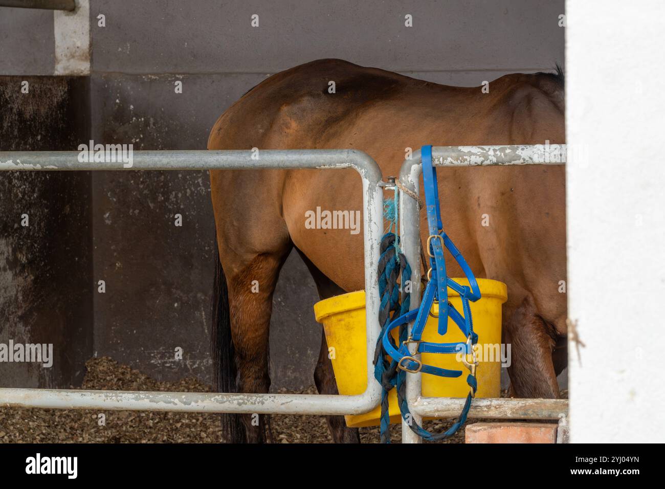 This ground-level close-up captures the stable life of a horse Stock ...