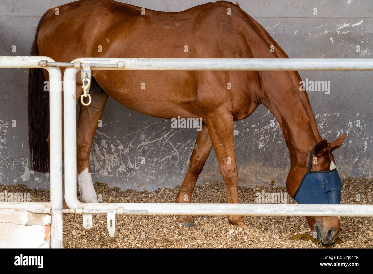 This ground-level close-up captures the stable life of a horse Stock ...