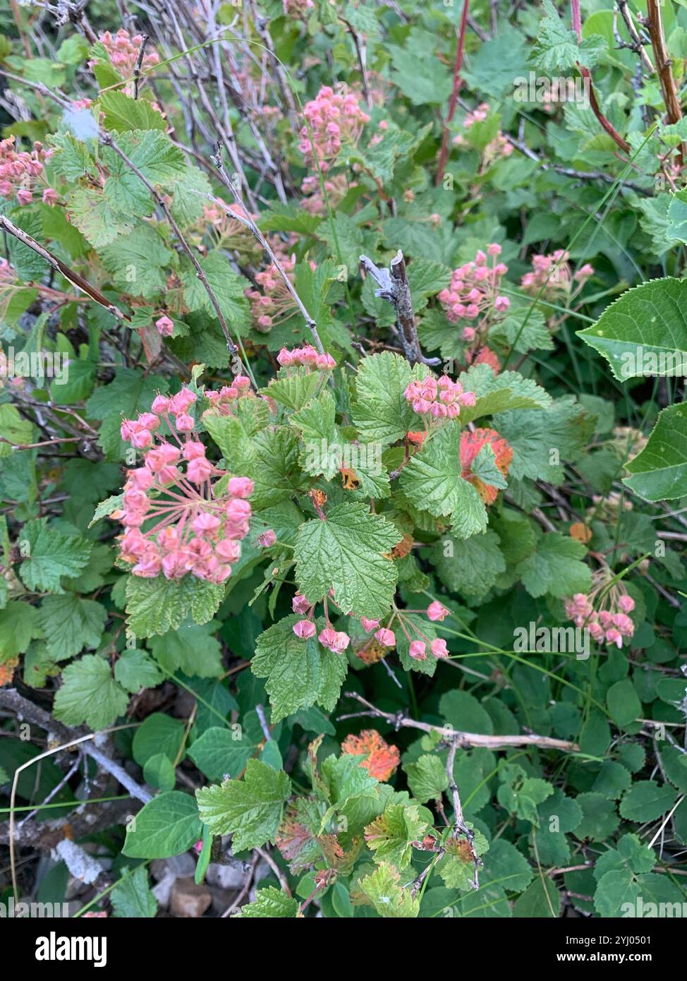 mallow-leaf ninebark (Physocarpus malvaceus Stock Photo - Alamy