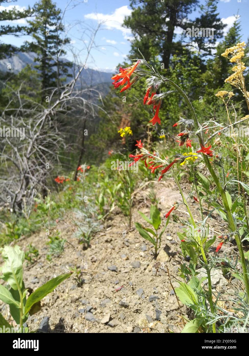 Scarlet Gilia (Ipomopsis aggregata Stock Photo - Alamy