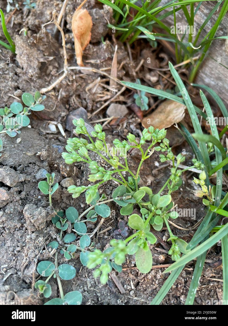 Polycarpon tetraphyllum hi-res stock photography and images - Alamy