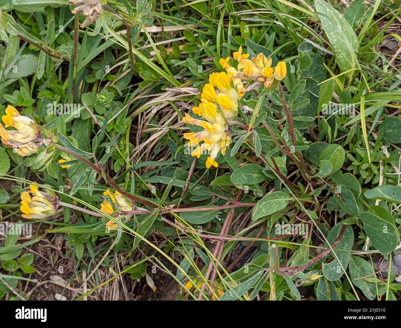Common Kidney-Vetch (Anthyllis vulneraria Stock Photo - Alamy
