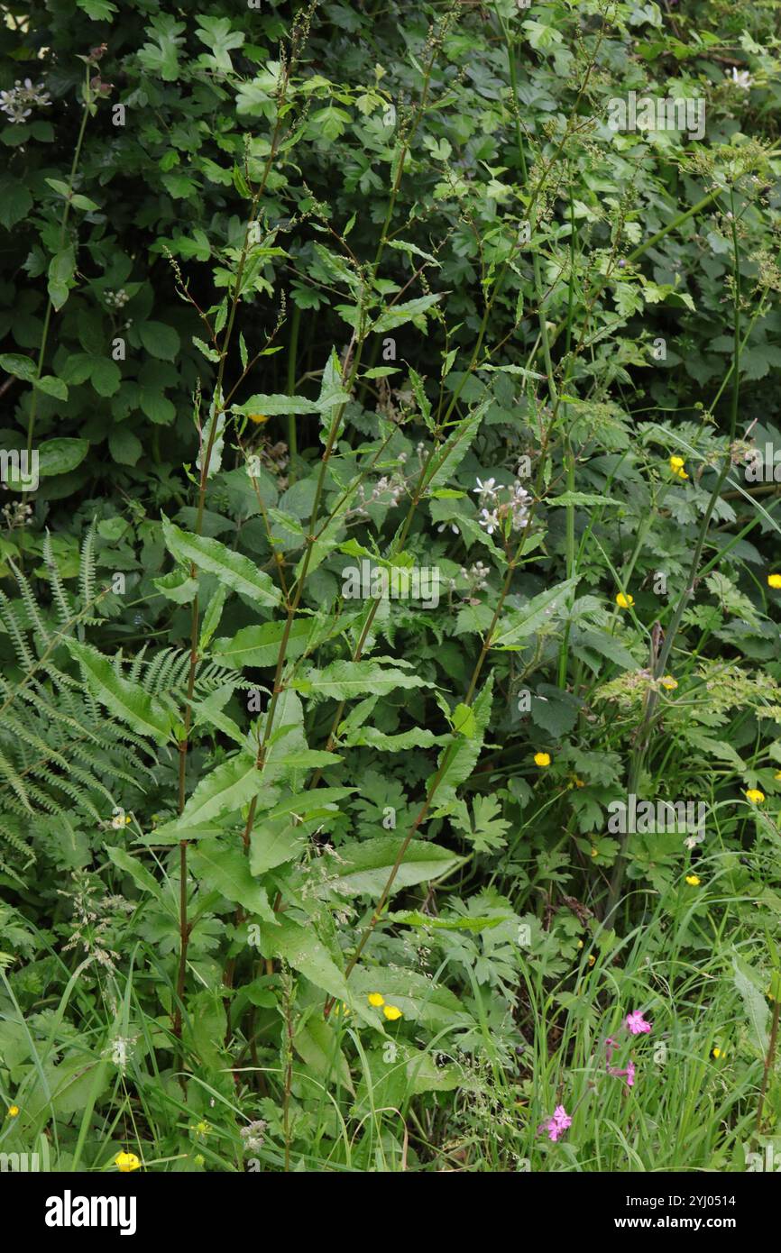 Clustered Dock (Rumex conglomeratus Stock Photo - Alamy