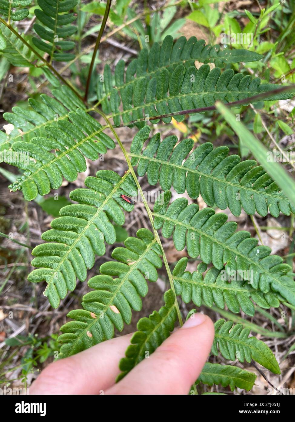 Scarlet Plant Bugs (Lopidea Stock Photo - Alamy
